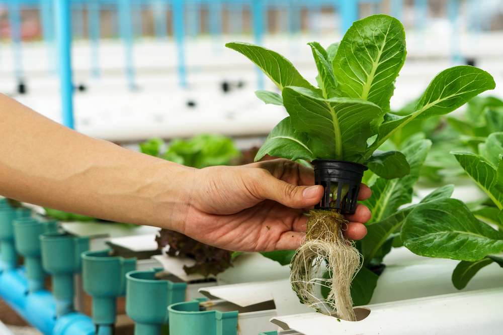 Вирощування рослин без ґрунту: як працює ферма Dallas Urban Farms ...